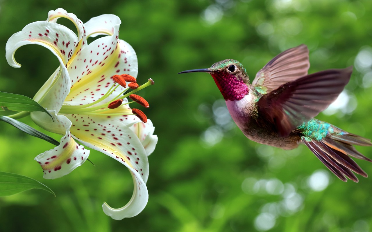 Use Your IPhone To Identify Plants Wildlife And Birds With Seek And